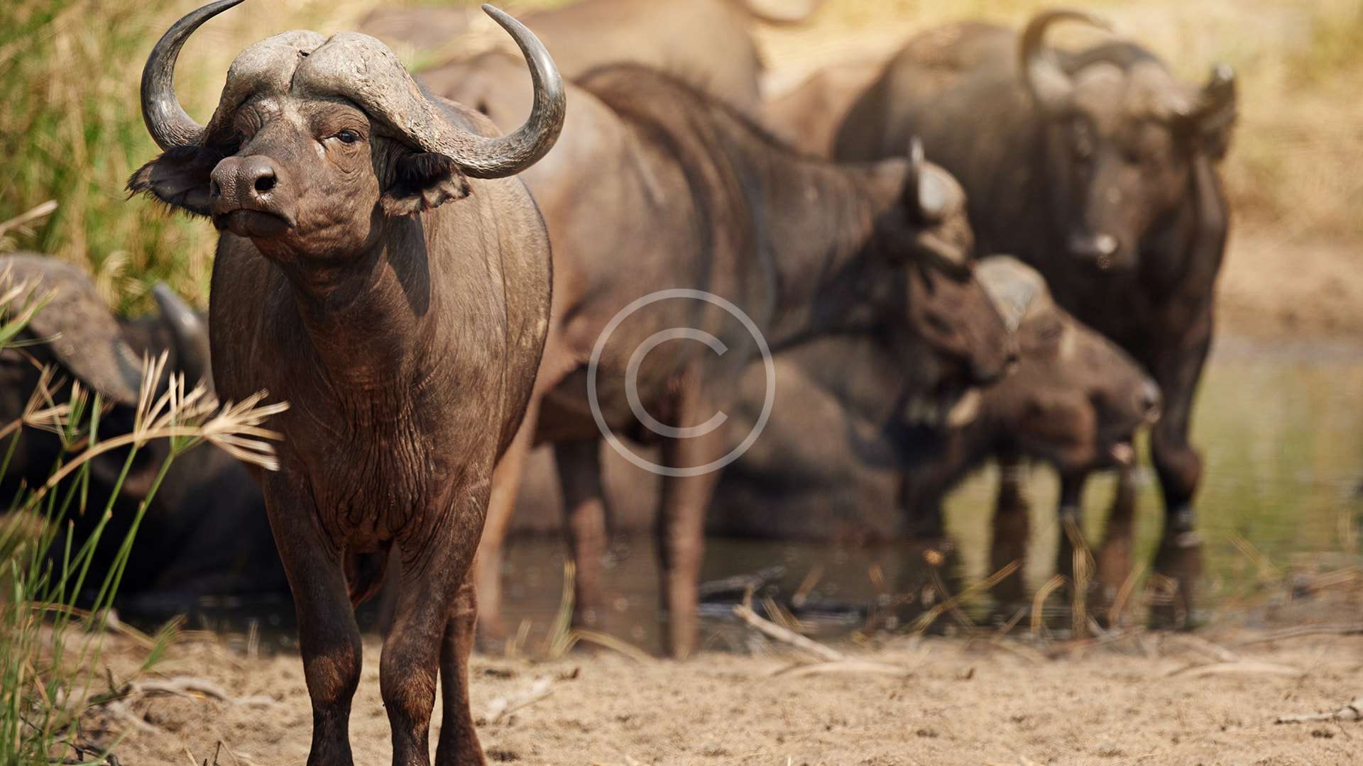 How Wildfires Affect Wildlife - Zooland